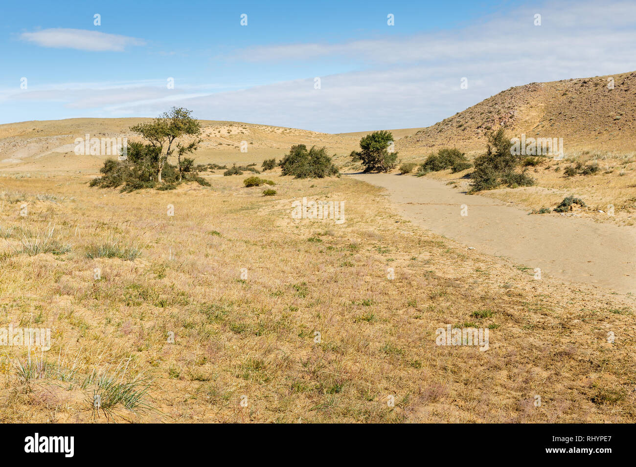 green trees in the desert, Gobi desert Mongolia Stock Photo - Alamy