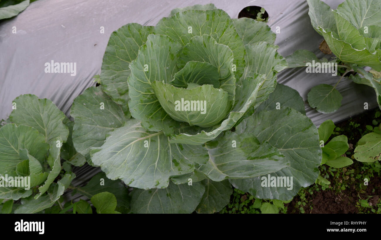 fresh green cabbage vegetables Stock Photo - Alamy