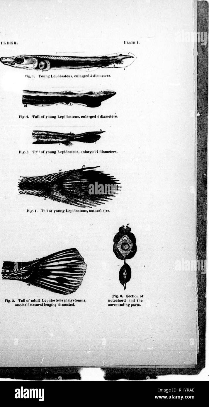Ganoide hi-res stock photography and images - Alamy