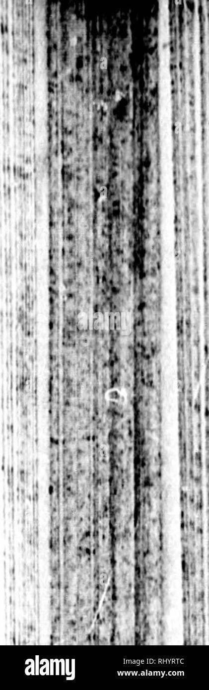 Burrough duck hi-res stock photography and images - Alamy