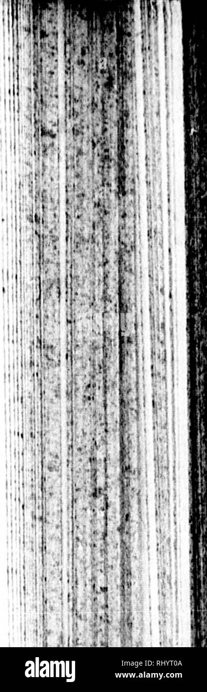 Fay bird hi-res stock photography and images - Alamy