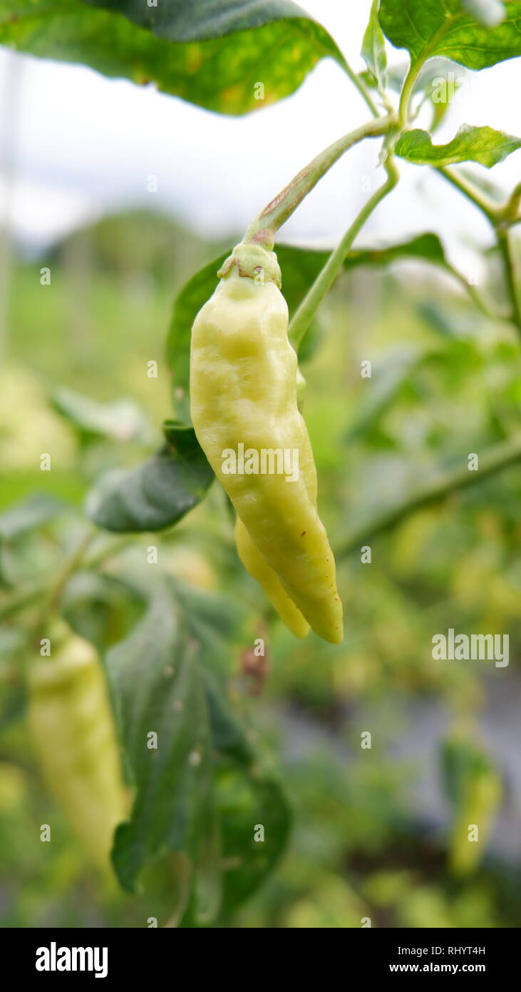 White chili tree in hi-res stock photography and images - Alamy