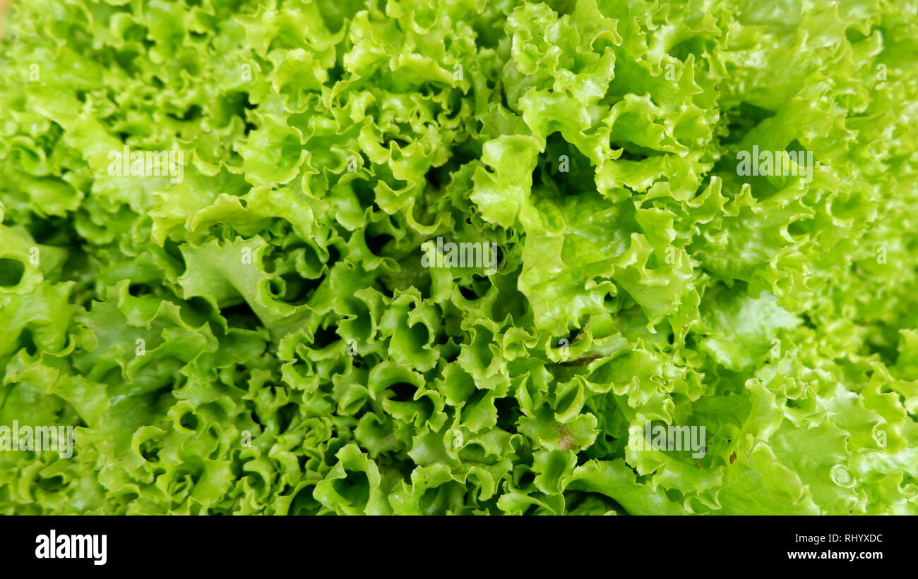 texture of green vegetables Stock Photo - Alamy