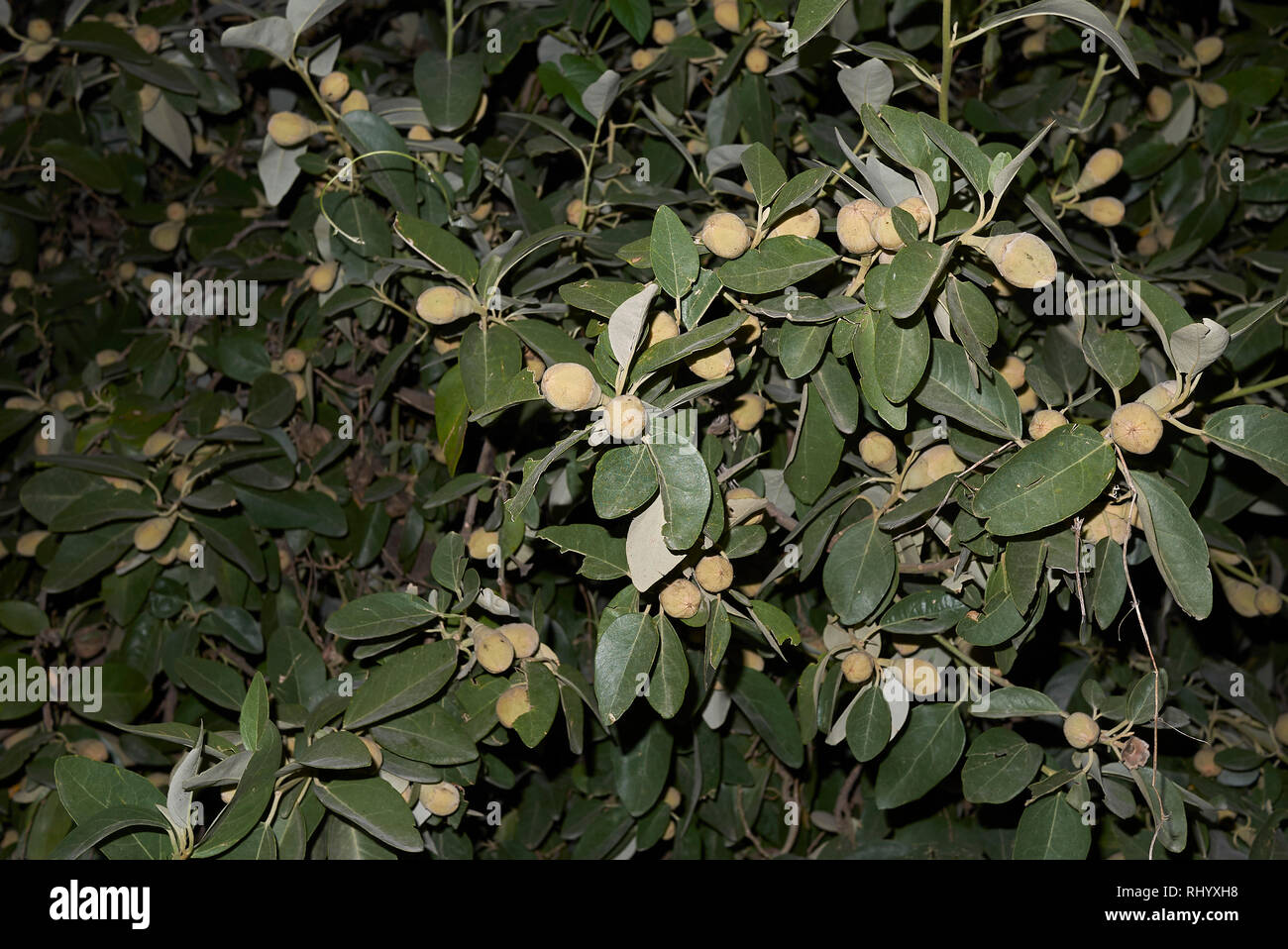 Lagunaria patersonia branch with fruit Stock Photo - Alamy