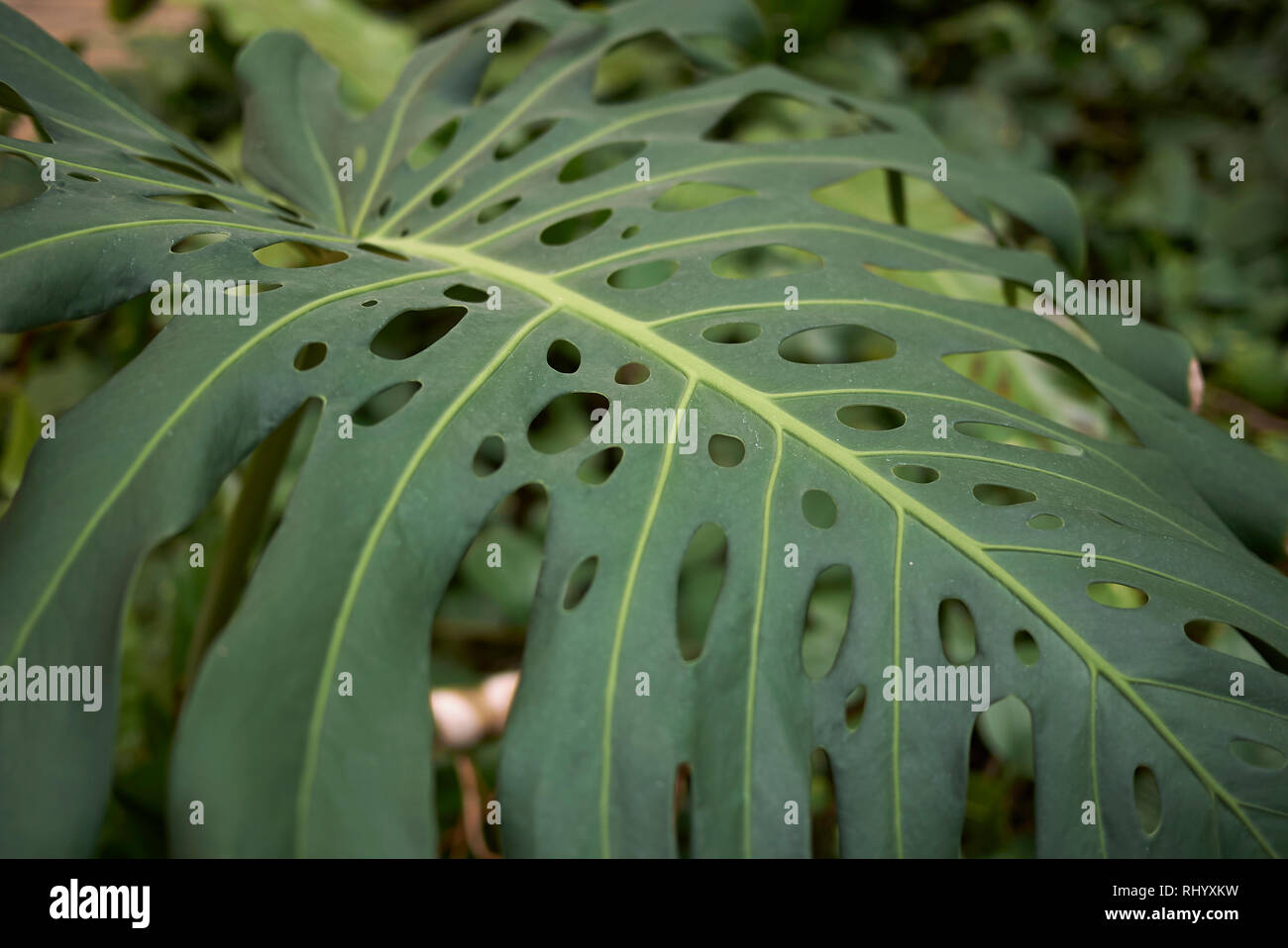 Monstera deliciosa leaf close up Stock Photo - Alamy