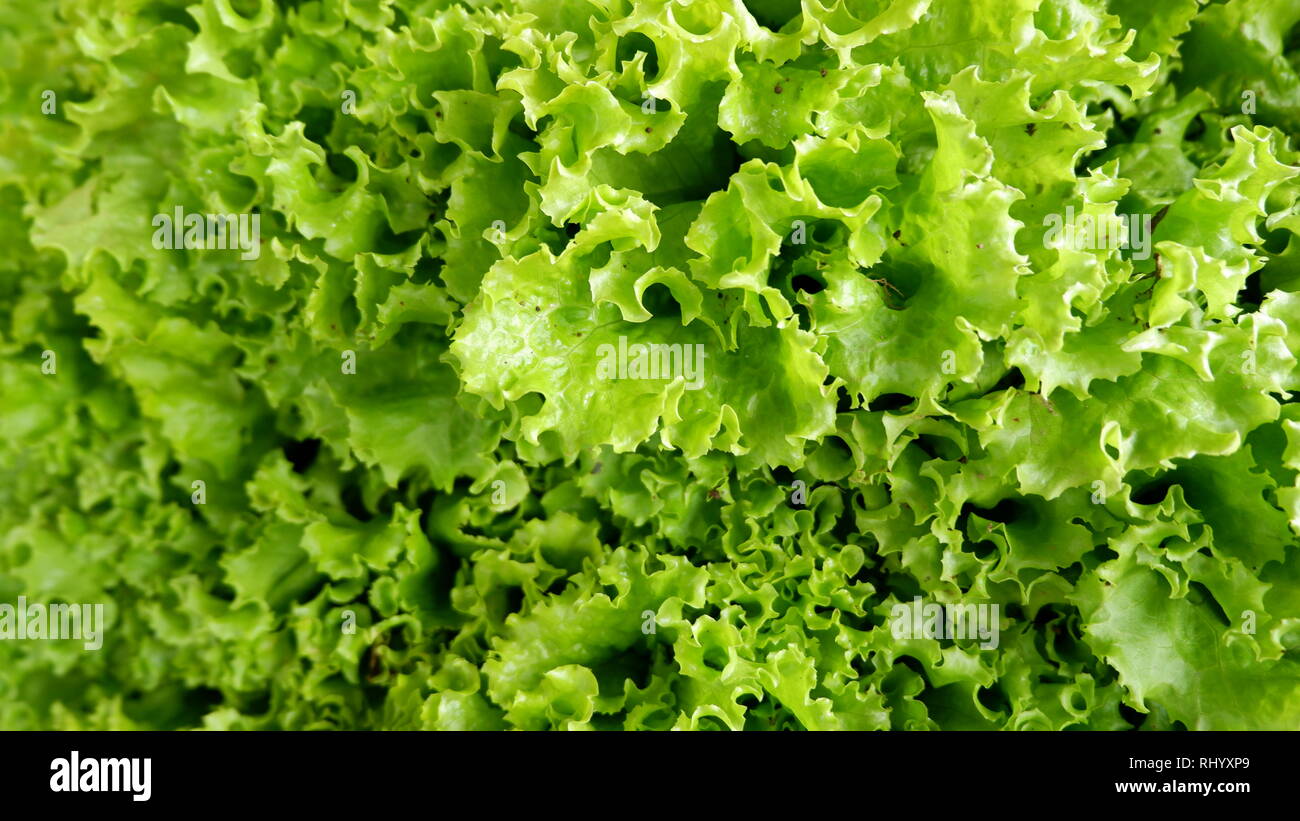 texture of green vegetables Stock Photo - Alamy
