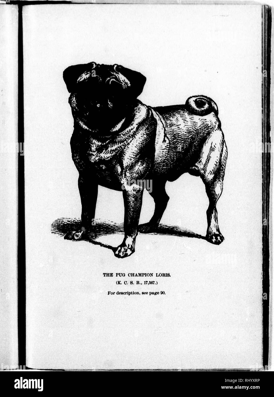 What Is A Good Pulse For A Dog