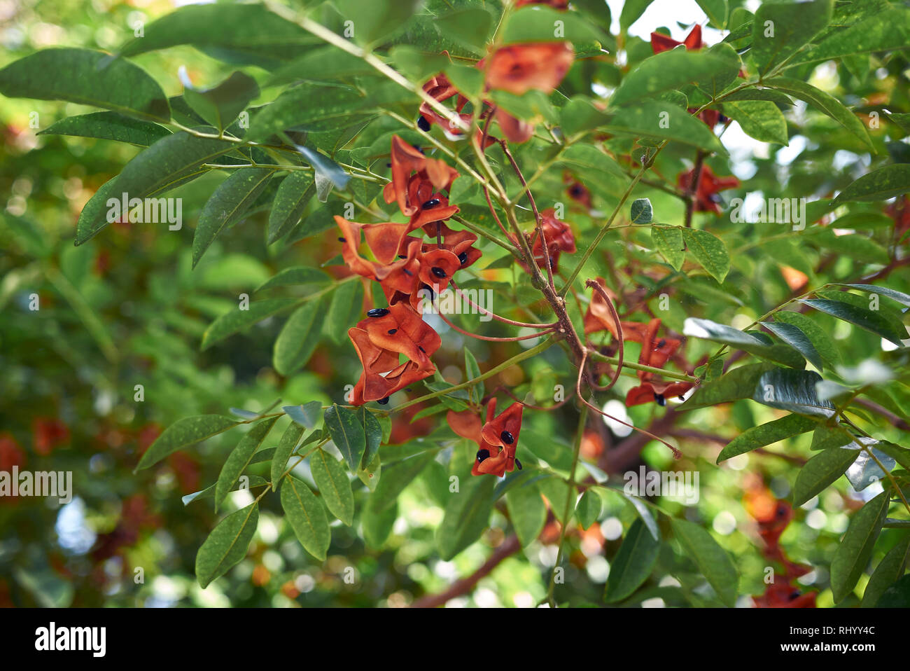 Tulip tree seed pod hi-res stock photography and images - Alamy