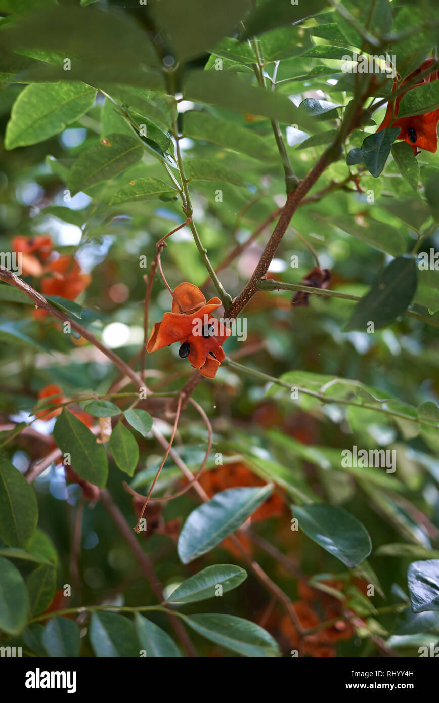 Tulip tree seed pod hi-res stock photography and images - Alamy