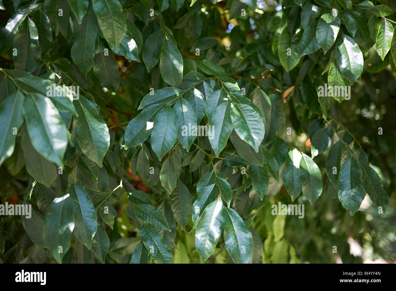Black siris hi-res stock photography and images - Alamy