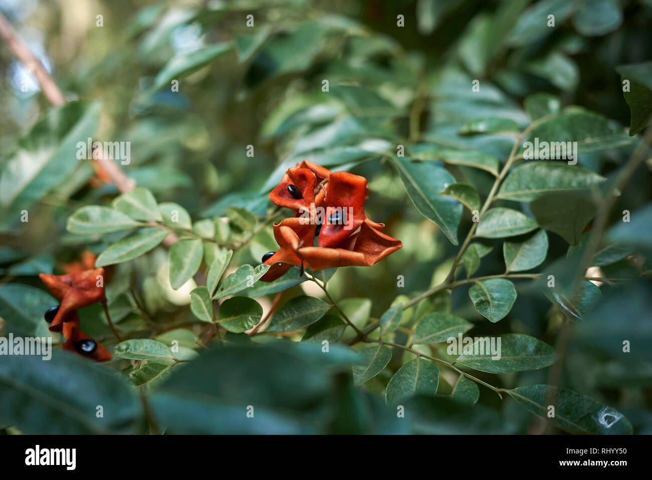 Tulip tree seed pod hi-res stock photography and images - Alamy