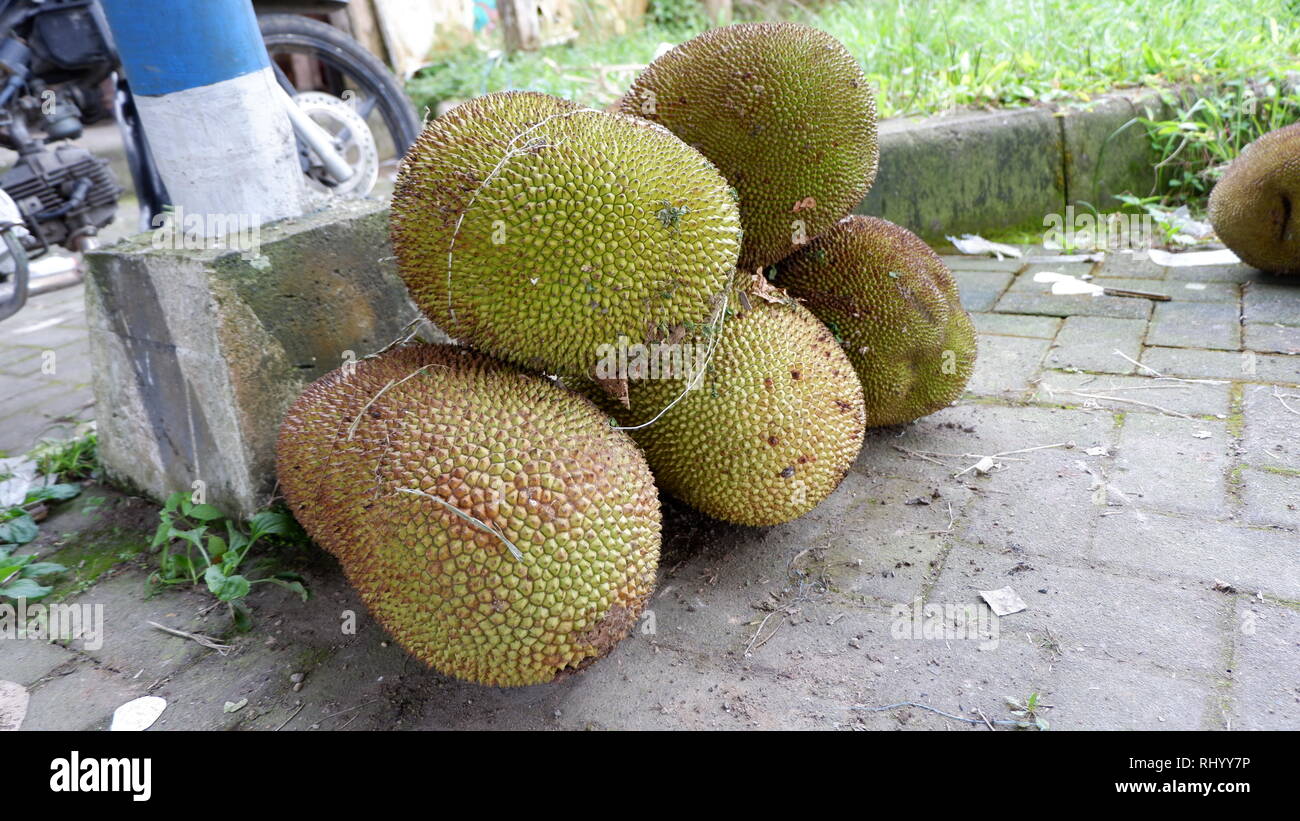 young jackfruit for fresh vegetables Stock Photo - Alamy