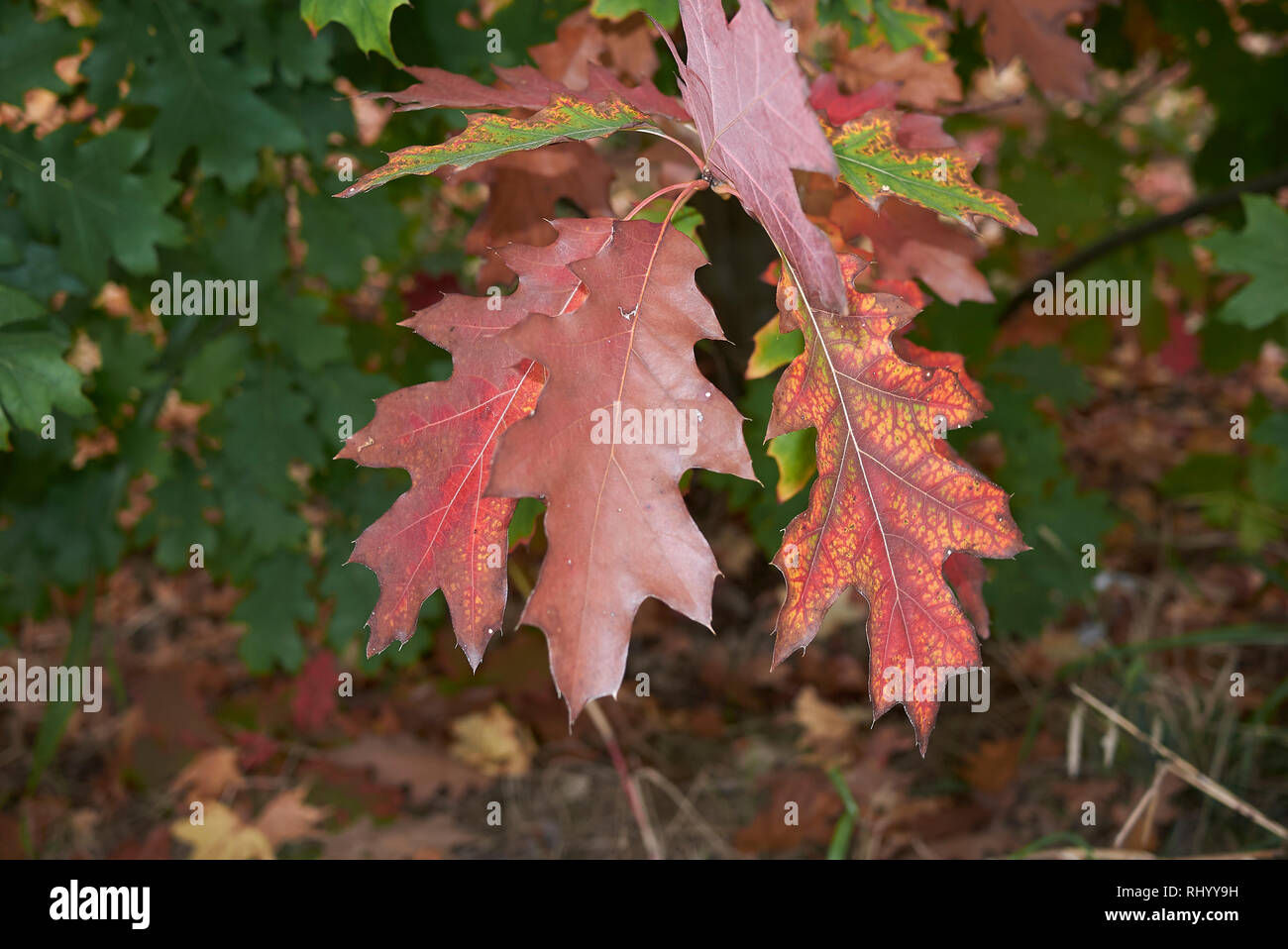 Quercus rubra red foliage Stock Photo - Alamy