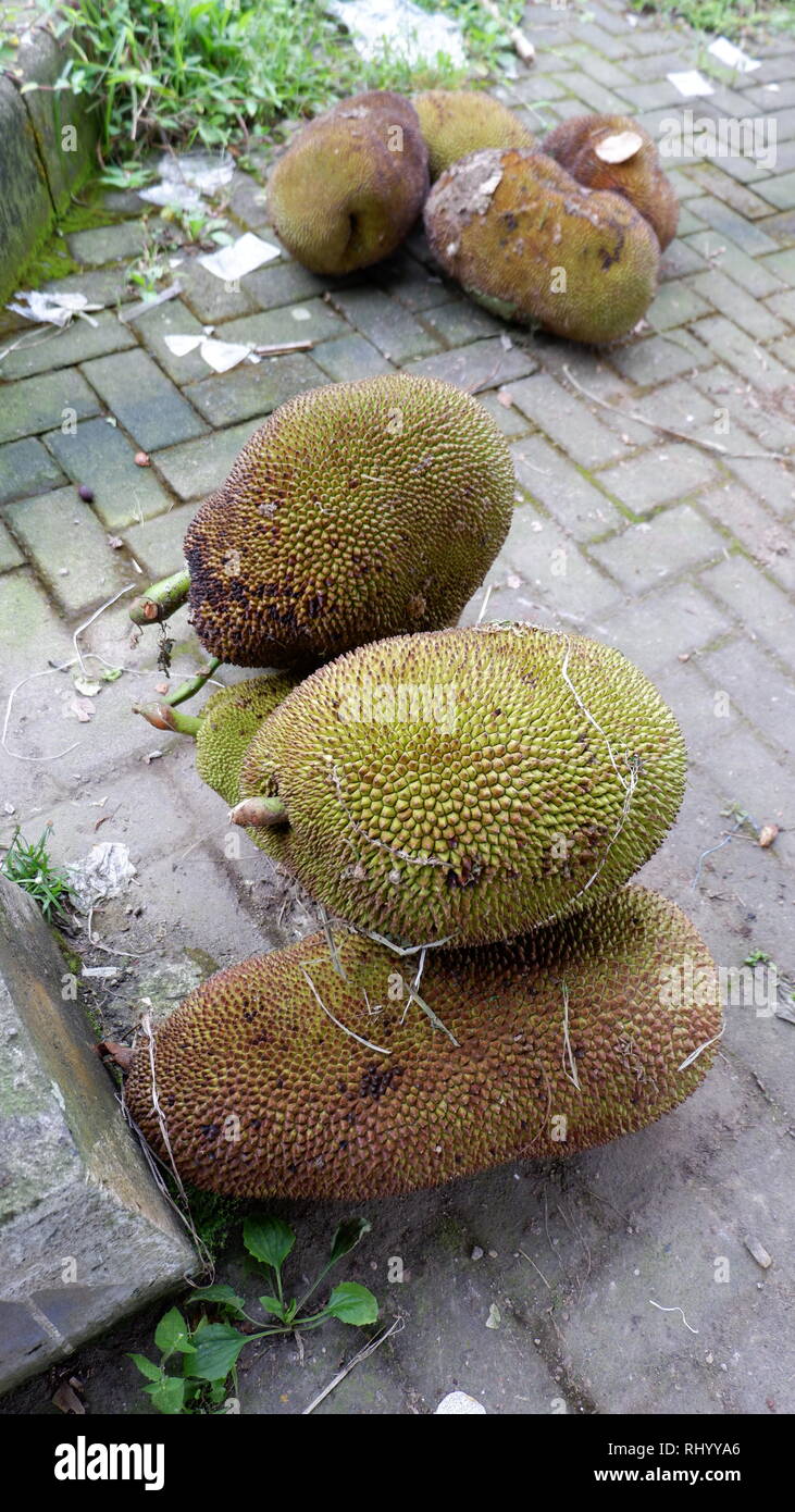 young jackfruit for fresh vegetables Stock Photo - Alamy