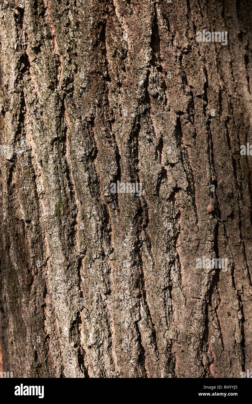 Quercus rubra trunk close up Stock Photo - Alamy