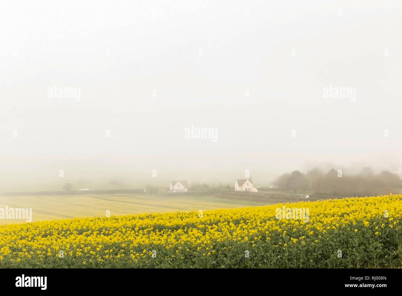Field of rape seed oil growing on a misty day Stock Photo - Alamy