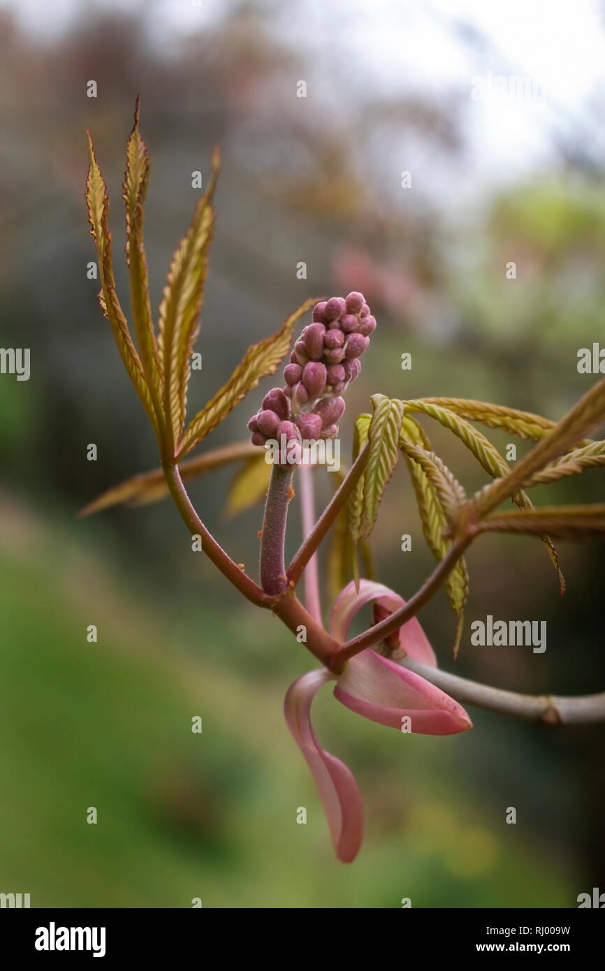 Tree budding in spring Stock Photo - Alamy