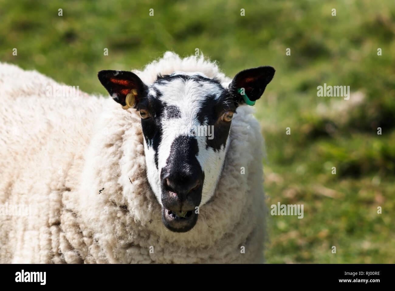 Sheep look hi-res stock photography and images - Alamy