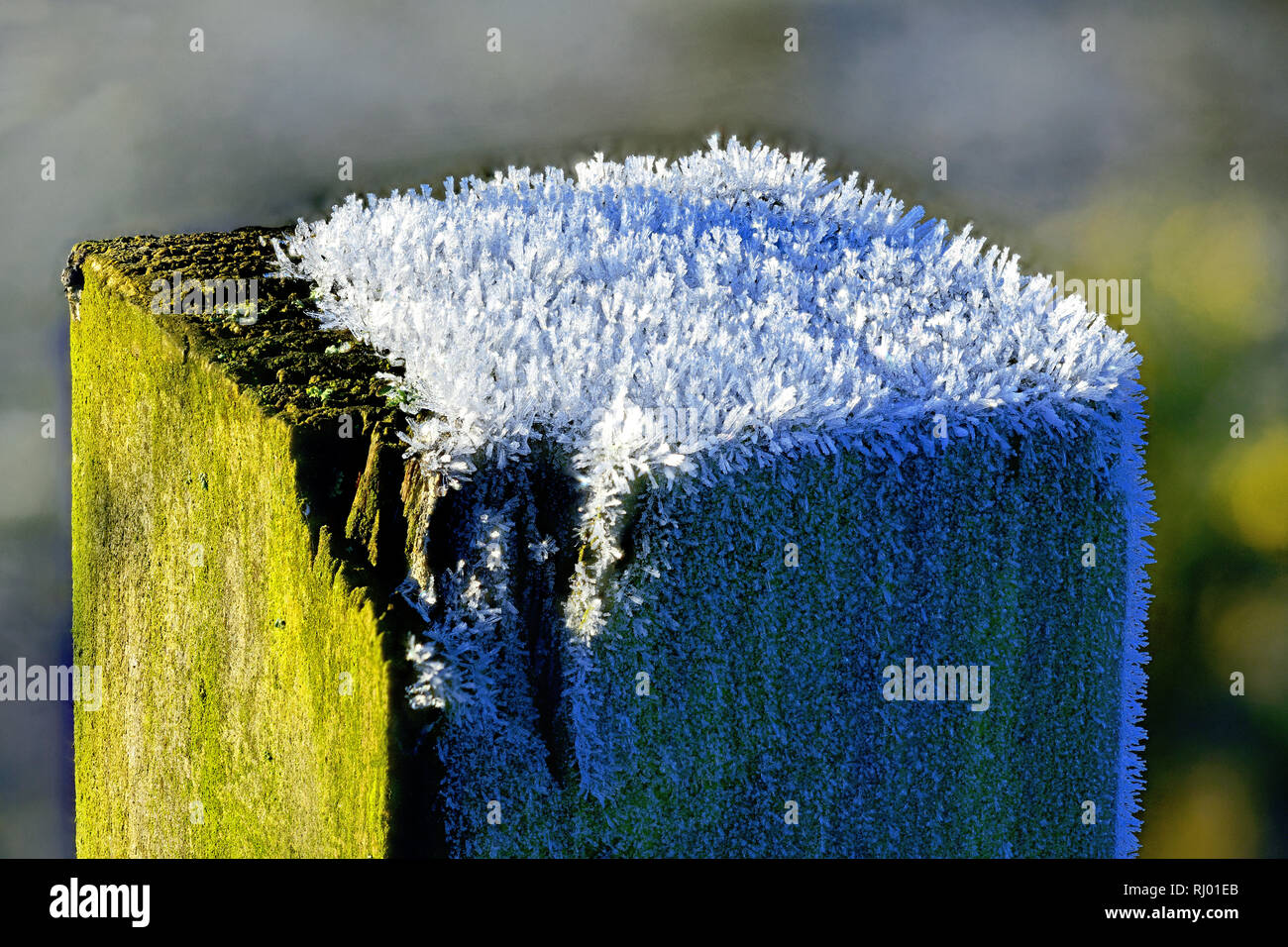 Frozen leaves on fence hi-res stock photography and images - Alamy
