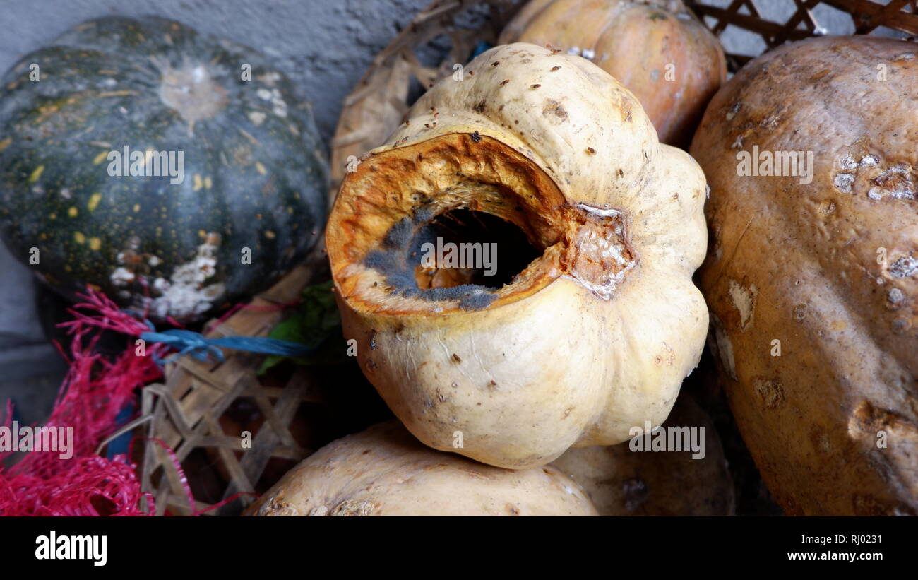 pumpkin which starts to rot Stock Photo - Alamy