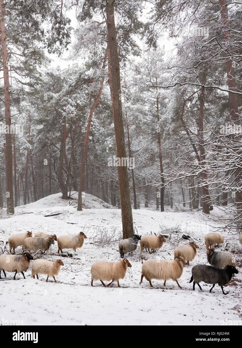flock of sheep in snow between trees of winter forest near utrecht and ...