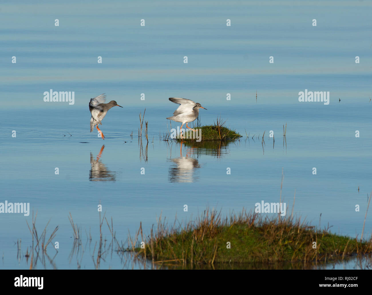 Morecambe Lancashire England Birds On High Resolution Stock Photography ...