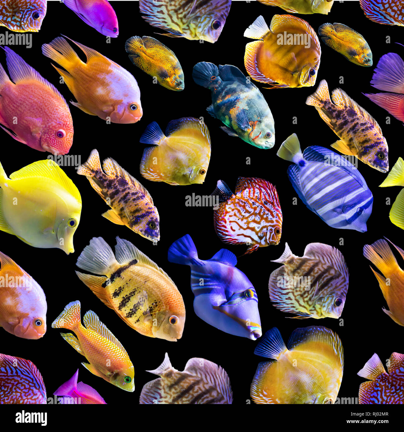 Seamless pattern. Multi-colored fishes on a black background. Site ...