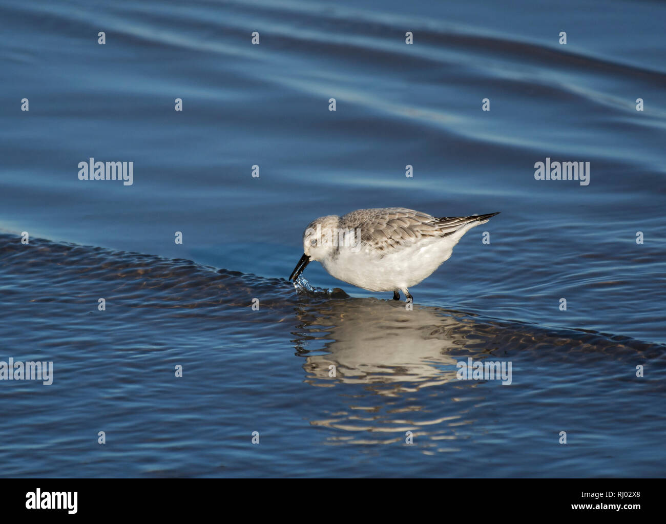 Sanderling, Calidris alba, adult , in shallow water, Morecambe Bay, UK ...