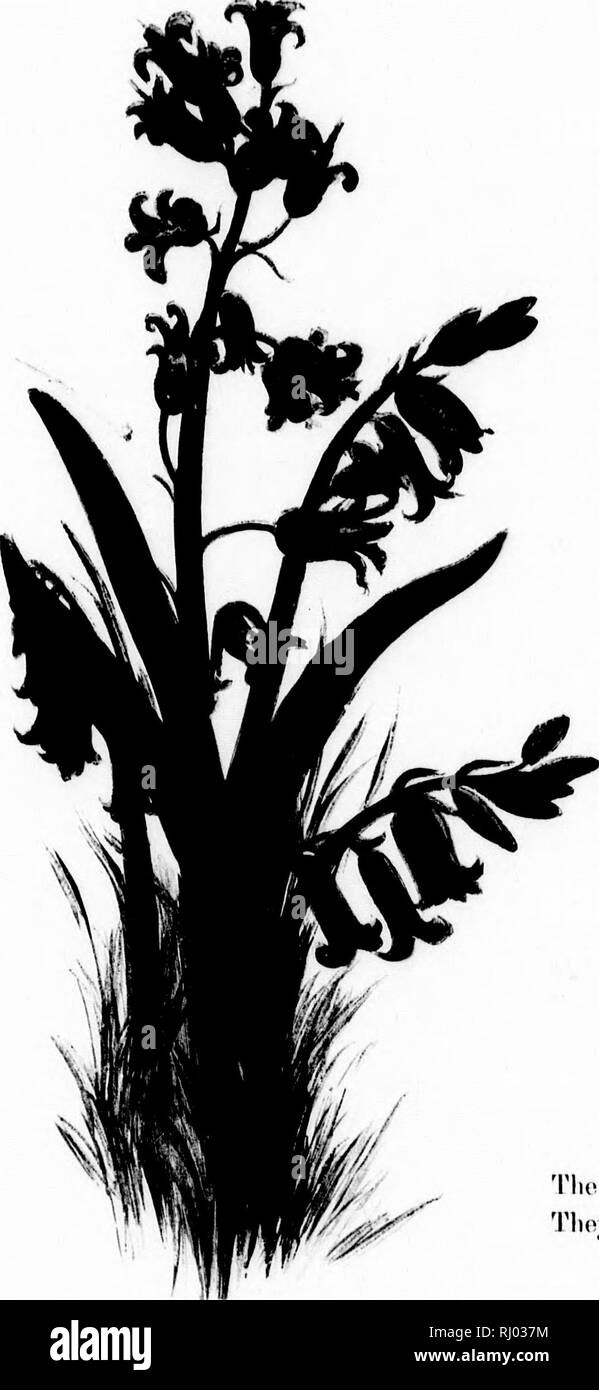 Common dost hi-res stock photography and images - Alamy