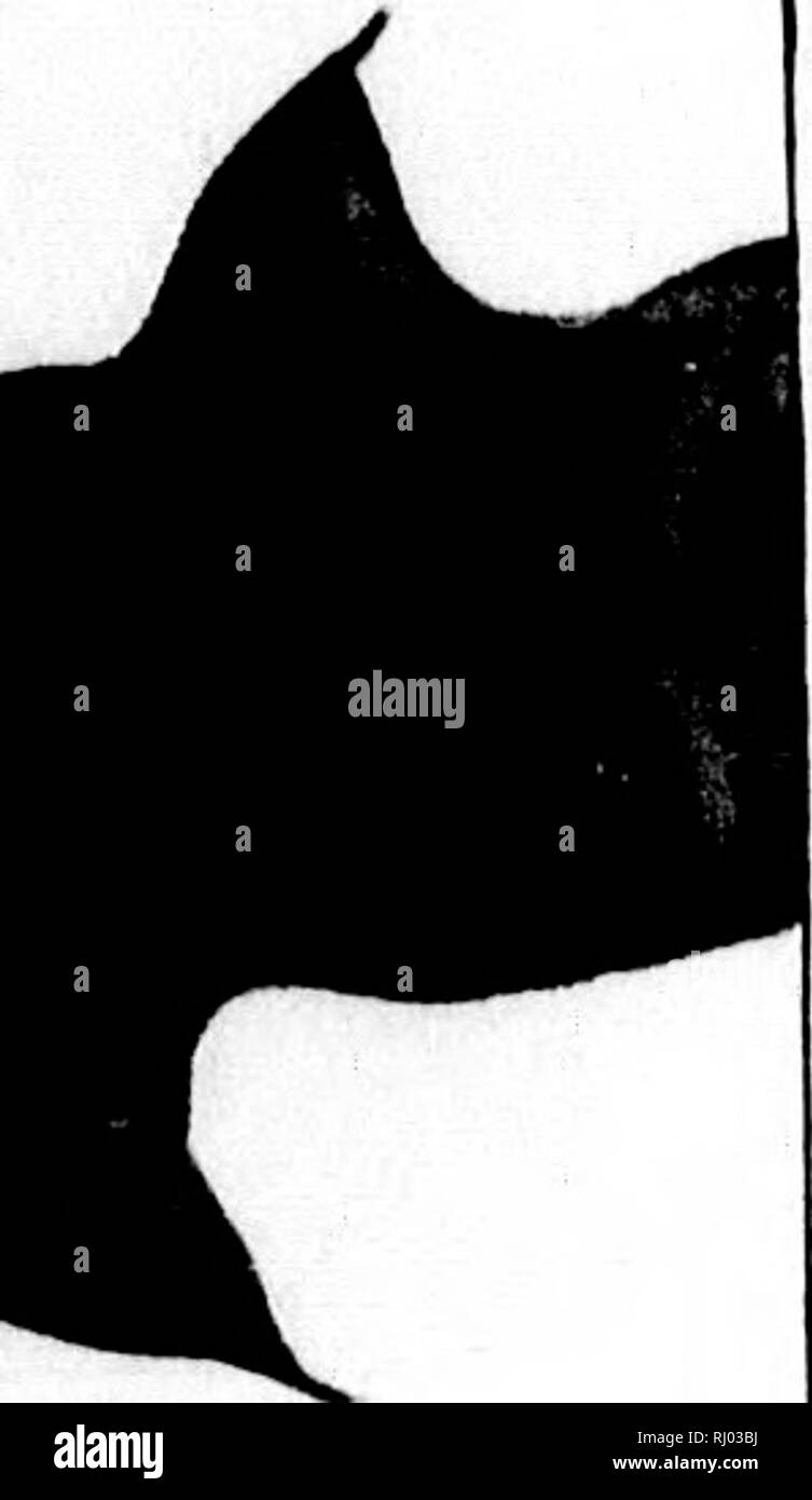 Quercus heterophylla hi-res stock photography and images - Alamy