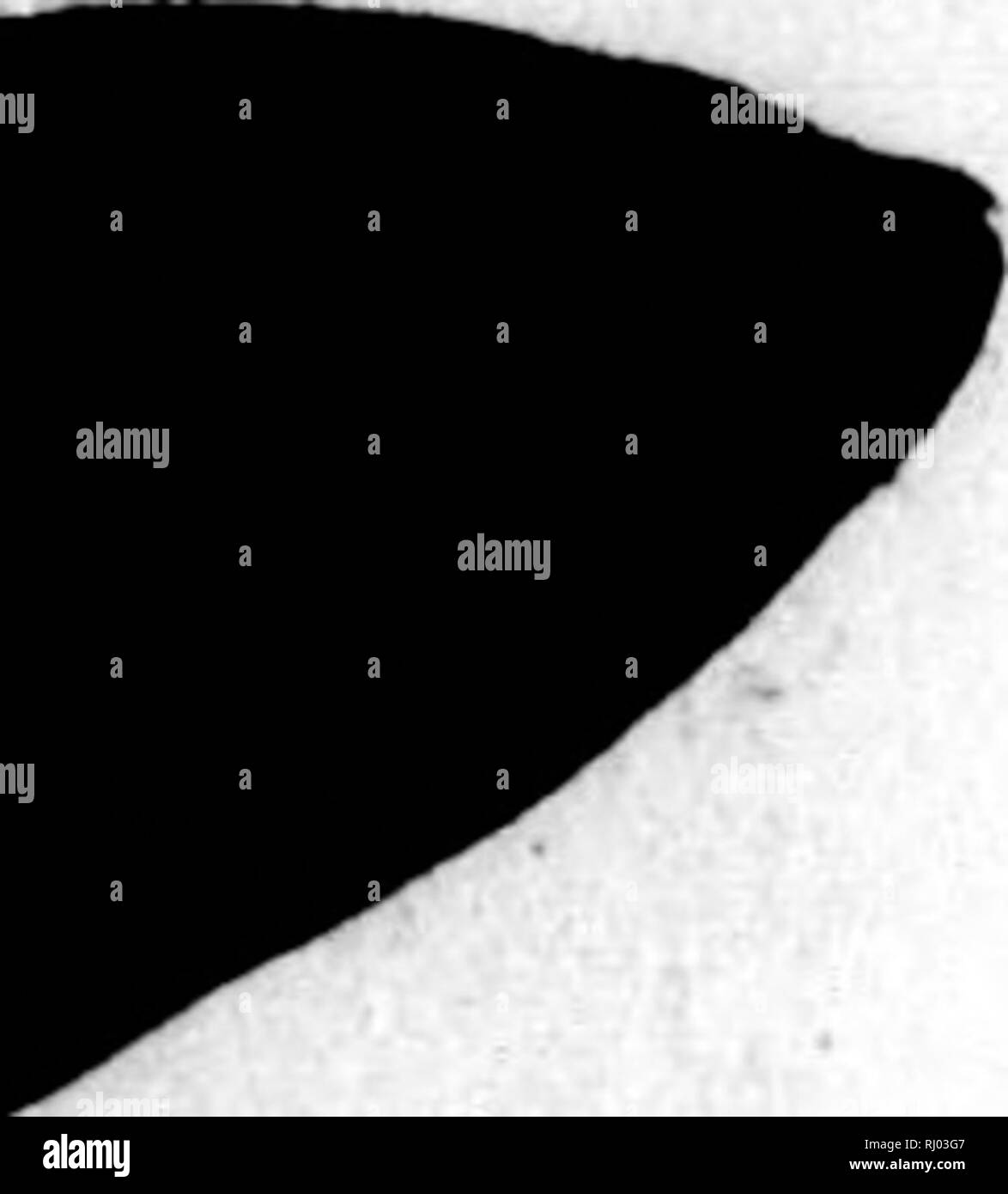 Arbres quercus hi-res stock photography and images - Alamy