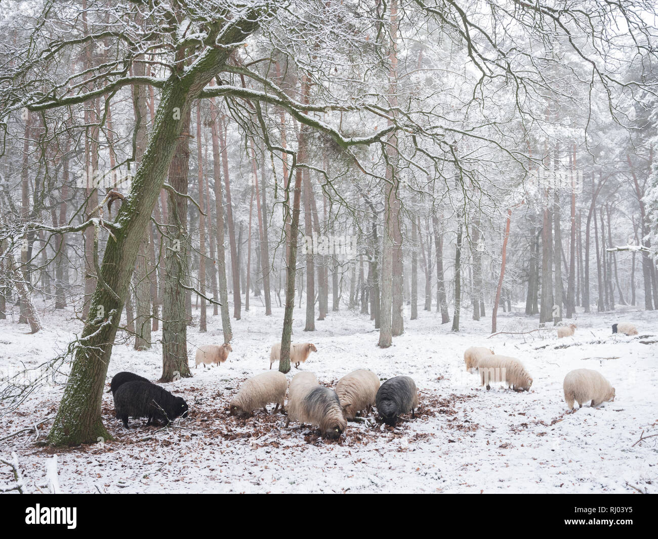 flock of sheep in snow between trees of winter forest near utrecht and ...