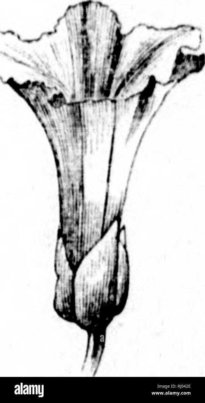 Tubular base to corolla hi-res stock photography and images - Alamy