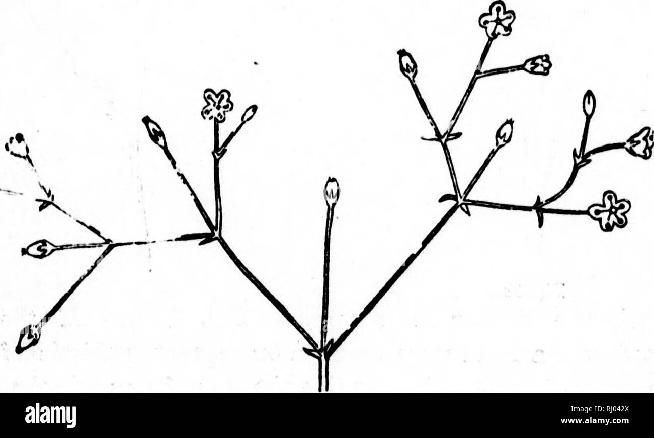 Canadian lilac Black and White Stock Photos & Images - Alamy