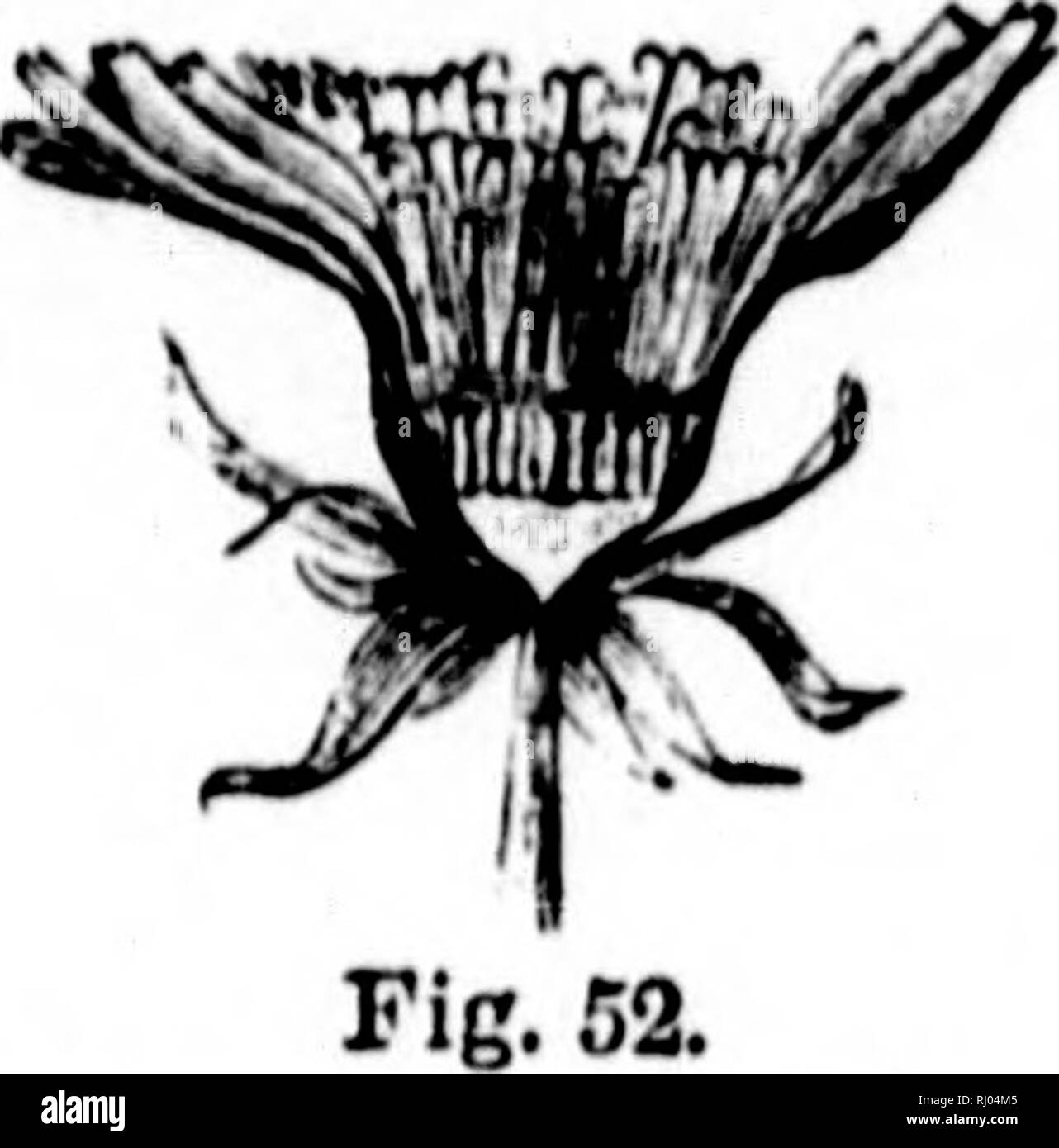 . The elements of structural botany [microform] : with special ...