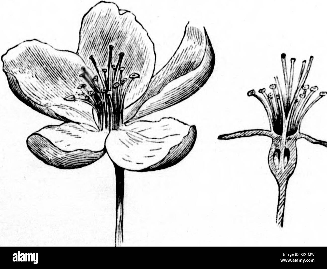 Gamosepalous Cut Out Stock Images & Pictures - Alamy