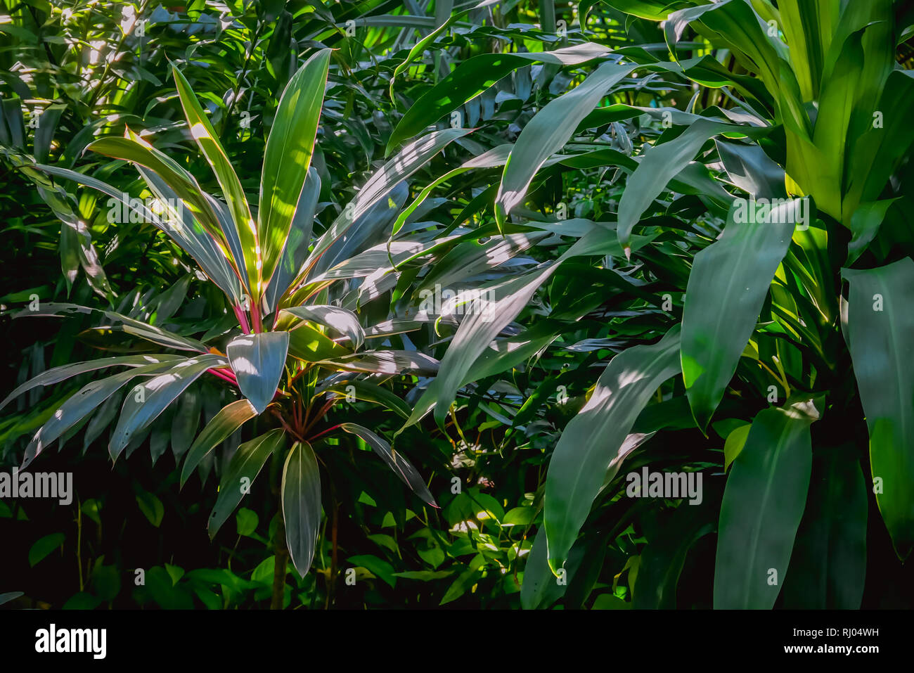 Background texture tropical flowers and leaves Natural concept Stock ...