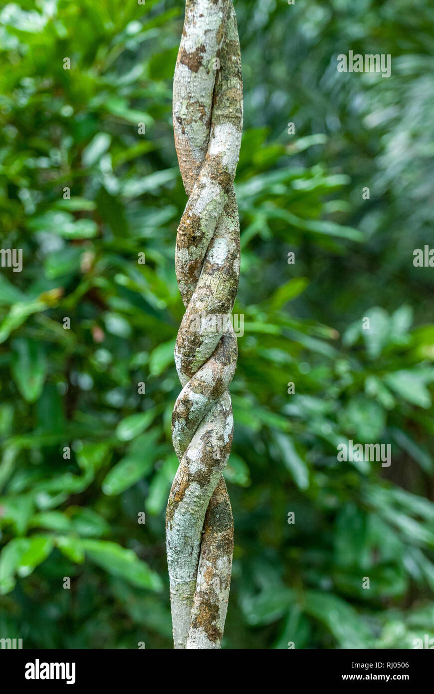 Daintree village australia hi-res stock photography and images - Alamy