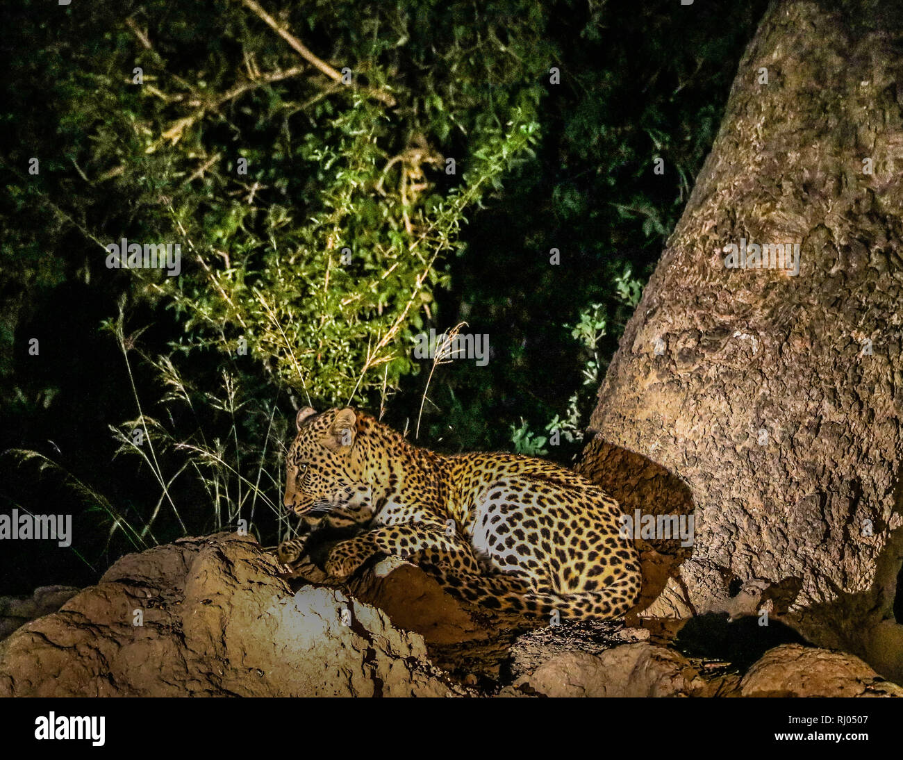 South African Leopard at Night Stock Photo - Alamy