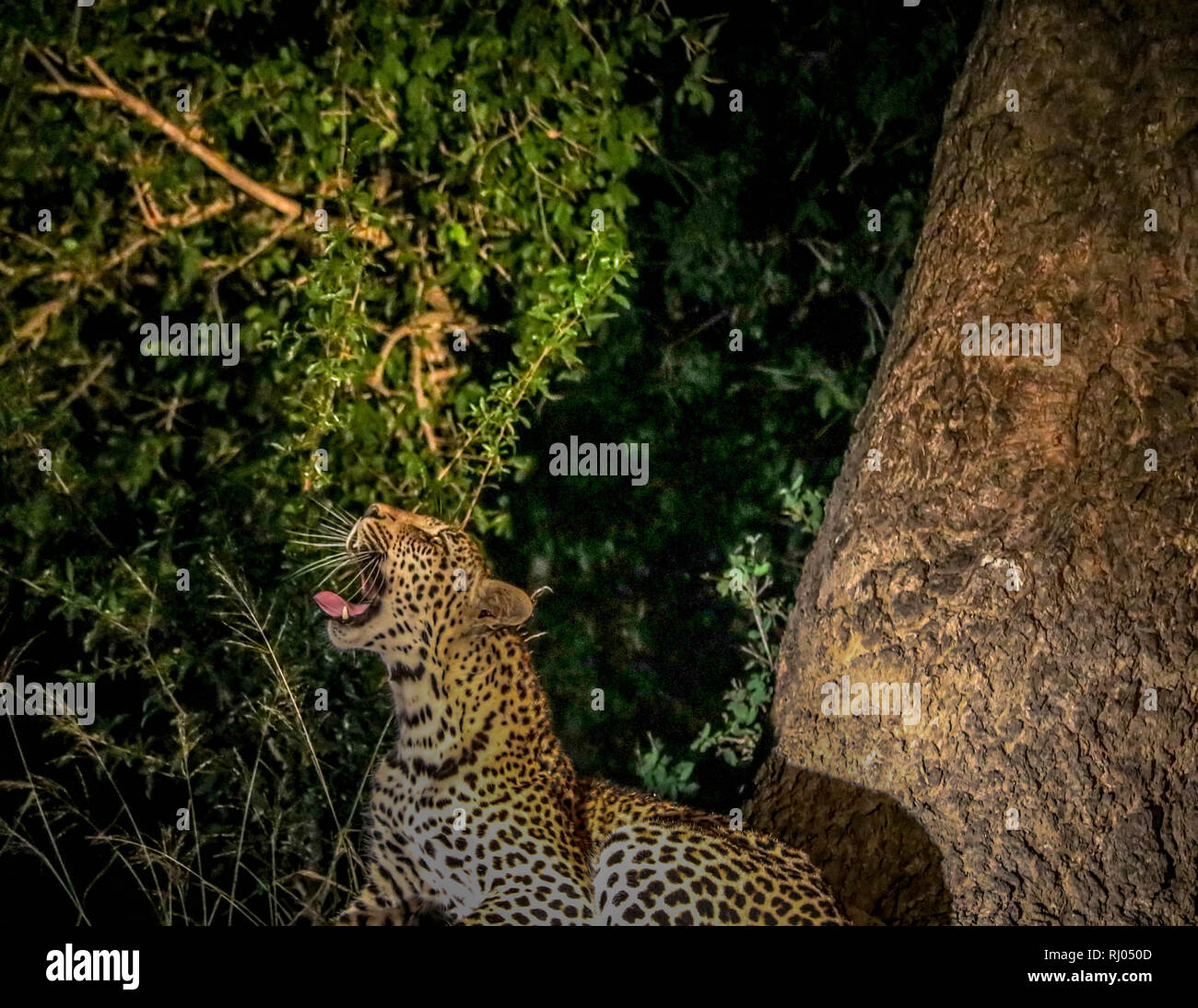 South African Leopard at Night Stock Photo - Alamy