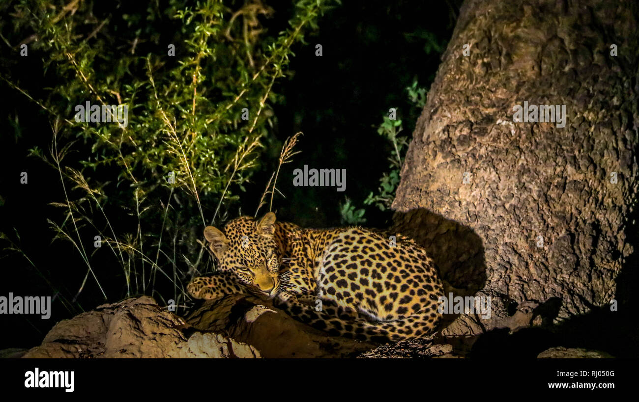 South African Leopard at Night Stock Photo - Alamy