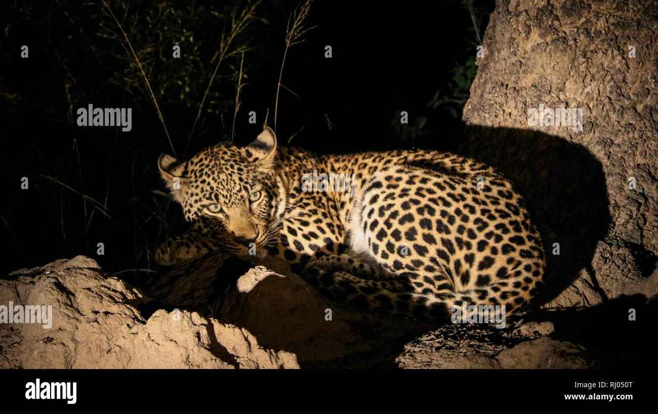 South African Leopard at Night Stock Photo - Alamy
