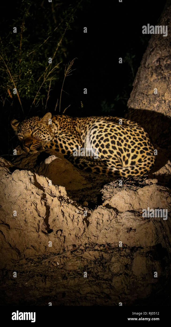 South African Leopard at Night Stock Photo - Alamy