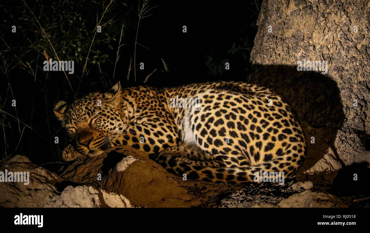 South African Leopard at Night Stock Photo - Alamy
