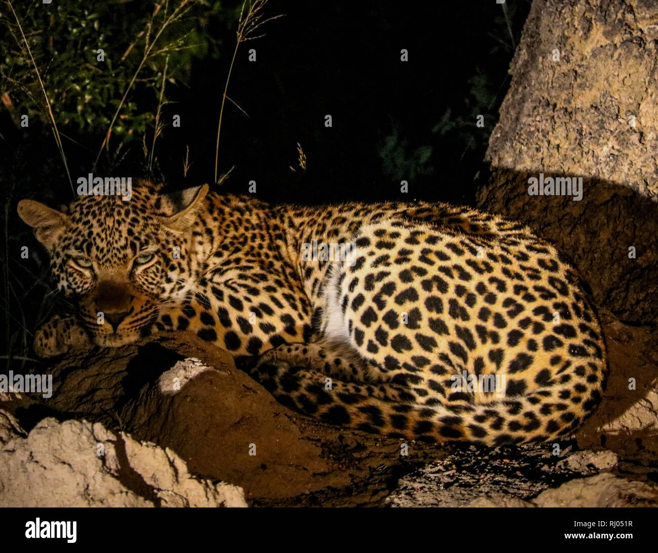 South African Leopard at Night Stock Photo - Alamy