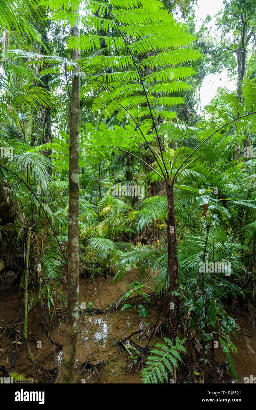 Daintree village australia hi-res stock photography and images - Alamy