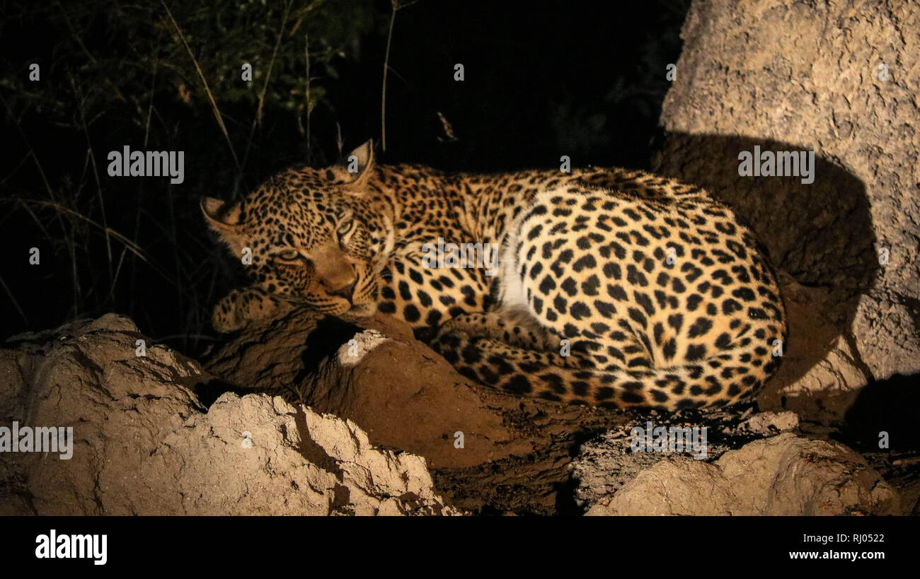 South African Leopard at Night Stock Photo - Alamy