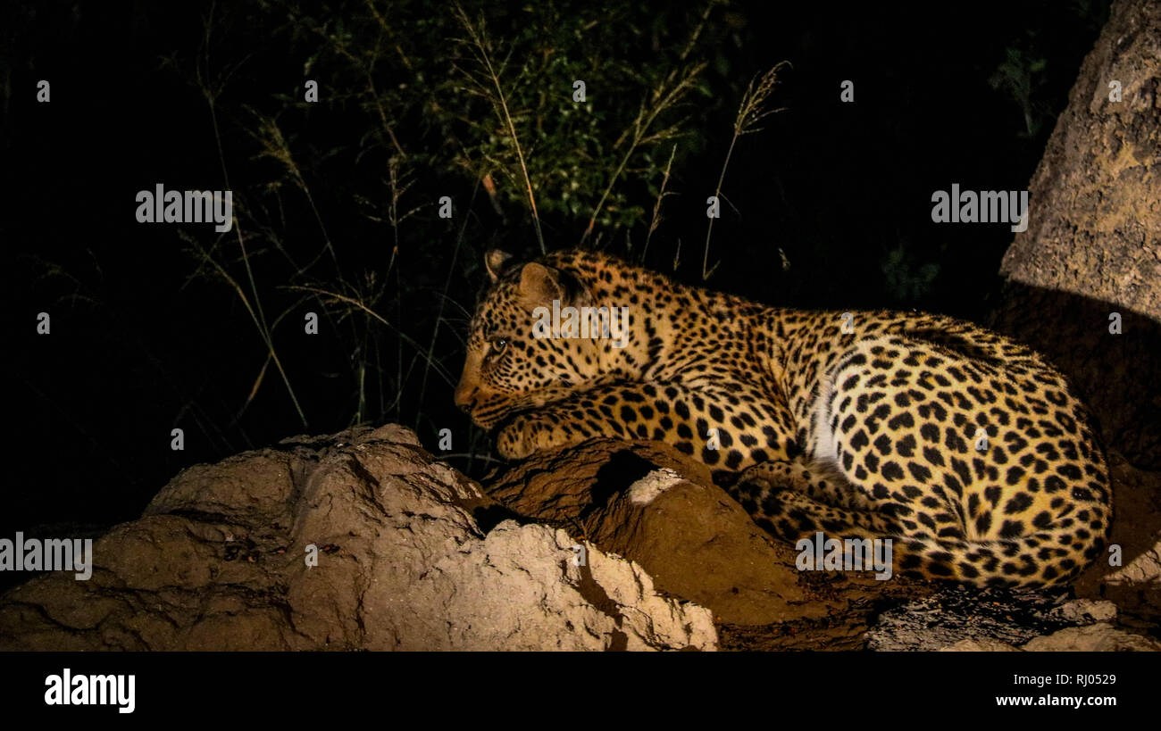 South African Leopard at Night Stock Photo - Alamy