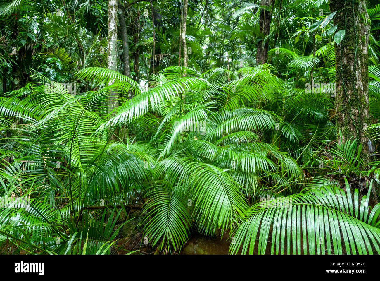 The Daintree Rainforest Queensland Australia Stock Photo - Alamy
