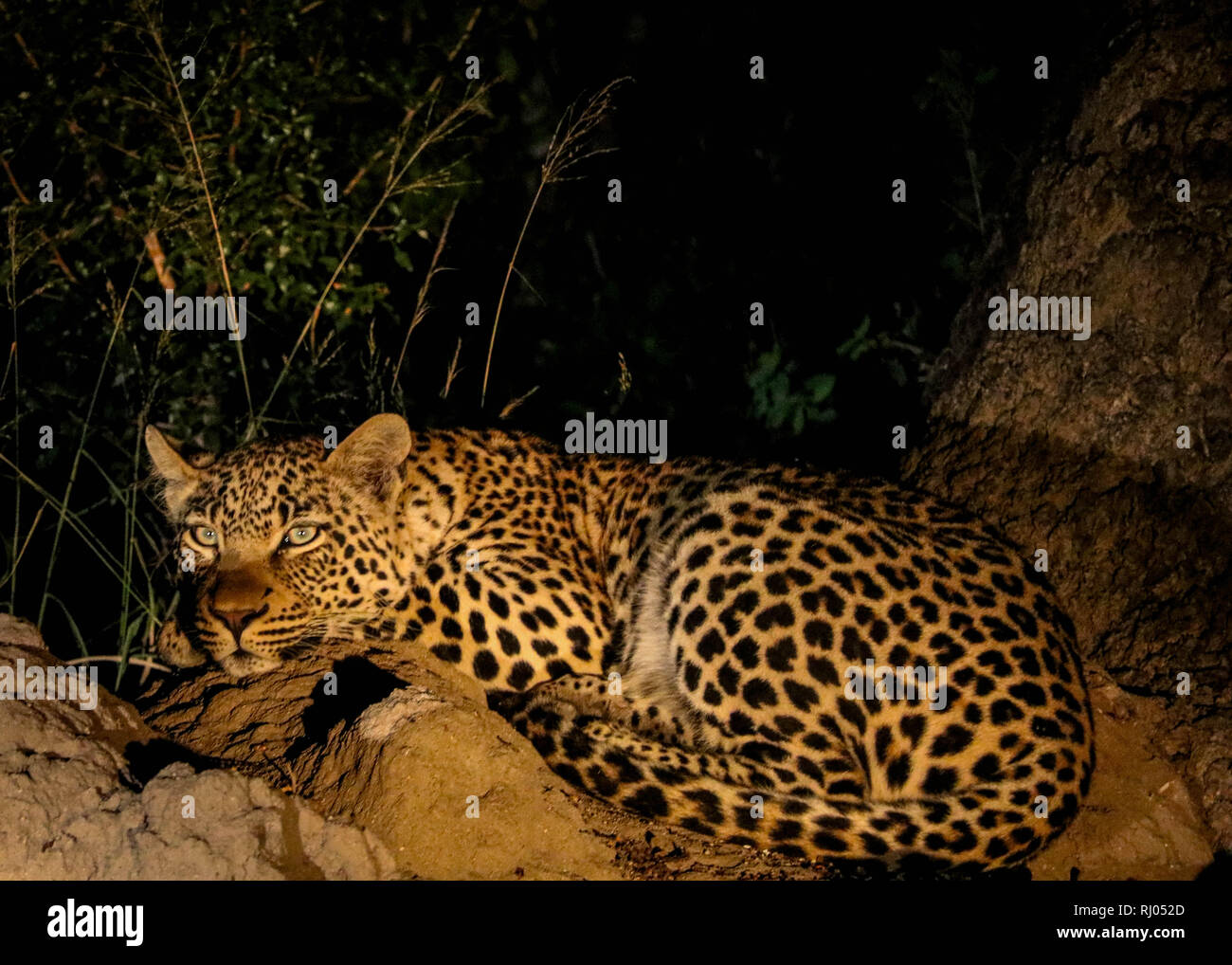 African big eyed tree hi-res stock photography and images - Alamy